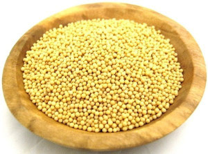 SS520 Yellow Mustard Seed (PILI Sarso) Price in India - Buy SS520 ...