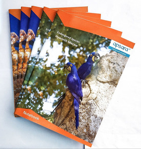 APSARA 24*18 CM Book-size Notebook HINDI COPY SINGLE LINE - (PACK OF 05 ...