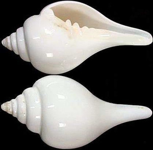 Xetomos White Conch Shell Natural Shankh seeds Seed Price in India ...