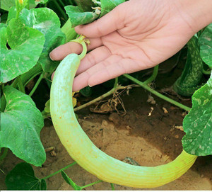 Optima Armenian Cucumber (Kakkadi/Tar) Organic Desi Seeds Seed Price in ...