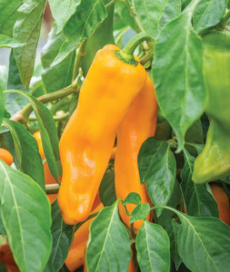 VibeX ® VXI-629 Big Daddy Sweet Pepper Seeds Seed Price in India - Buy ...