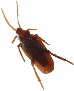 KANABEE Real Looking Rubber Cockroach Toy for Prank and Halloween (Pack ...