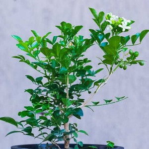 Amazing Gurden Madhu Kamini Plant Price in India - Buy Amazing Gurden ...
