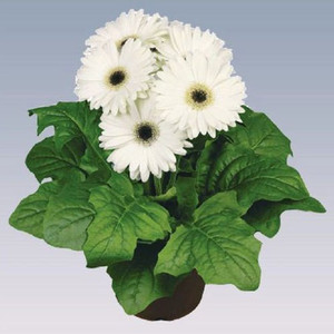 natikrd Gerbera Plant Price in India - Buy natikrd Gerbera Plant online ...