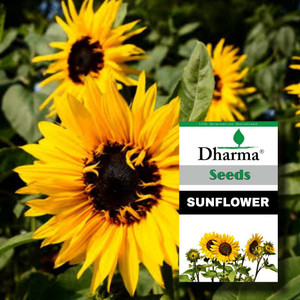 Dharma Sunflower Seed Price in India - Buy Dharma Sunflower Seed online ...
