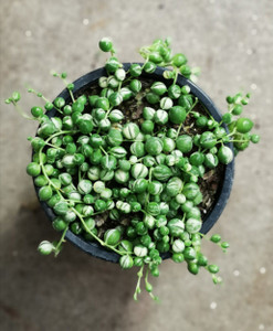 Amazing Gurden String of Pearls Price in India - Buy Amazing Gurden ...