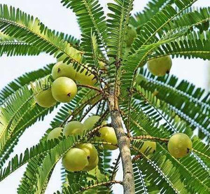 Mohomaya Amla Plant Price in India - Buy Mohomaya Amla Plant online at ...