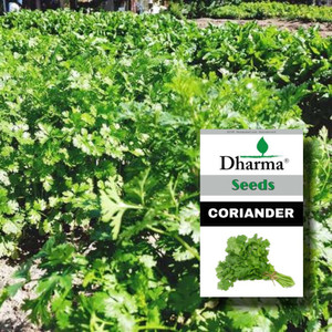 Dharma Coriander, Dhaniya, Dhane, Chinese Parsley Seed Price in India ...