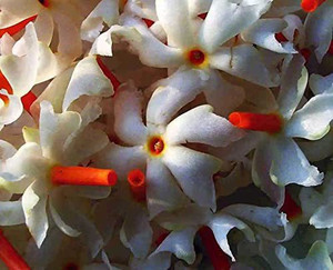 Aywal Jasmine Seeds-Siuli Flower Seed Price in India - Buy Aywal ...