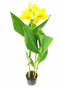 Cloud Farm Canna Lily Plant Price in India - Buy Cloud Farm Canna Lily ...