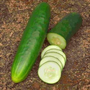 Cera Wares Cucumber Seed Price in India - Buy Cera Wares Cucumber Seed ...