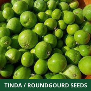 ENINE Tinda Seed Price in India - Buy ENINE Tinda Seed online at ...