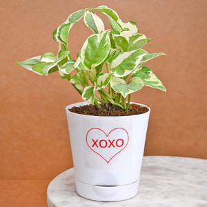 Floweraura Pothos Plant Price in India - Buy Floweraura Pothos Plant ...