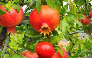 Paudha Pomegranate Anaar Fruit Plant Seed Price in India - Buy Paudha ...