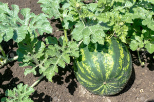 Paudha Watermelon Hybrid Seed Price in India - Buy Paudha Watermelon ...
