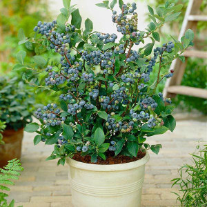 Paudha Blueberry Hybrid Fruit Seed Price in India - Buy Paudha ...