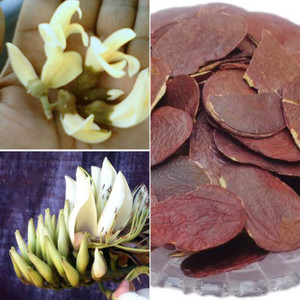 M-Tech Gardens Palash Seed Price in India - Buy M-Tech Gardens Palash ...