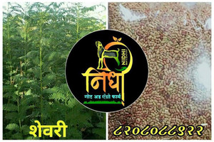 NIDHI AGRO AND GOAT FARM SHEVRI SEEDS, SESBANIA SESBAN SEEDS, shevari ...