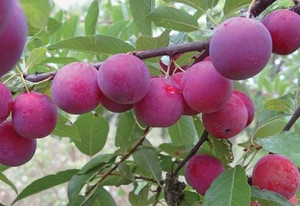 UNIQUETREE Aloo Bukhara/Plum Plant Price in India - Buy UNIQUETREE Aloo ...