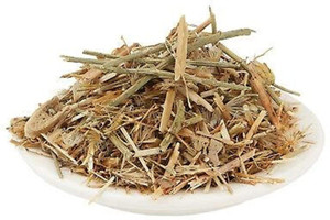 Xetomos Brahmadandi Tricholepis 150g seeds Seed Price in India - Buy ...