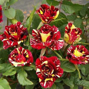 Sisa Rose Plant Price in India - Buy Sisa Rose Plant online at Flipkart.com