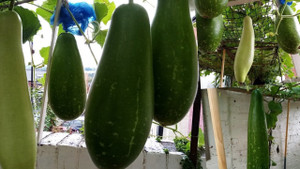 Organic Galaxy Upl Bottle-Gourd (lokki) Vegetable F1 Hybrid Variety ...