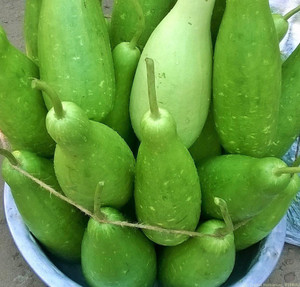 KANAYA Upl Bottle-Gourd (lokki) Vegetable F1 Hybrid Variety Seed Price ...