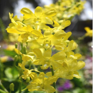 Click Orchid Lantana Plant Price in India - Buy Click Orchid Lantana ...