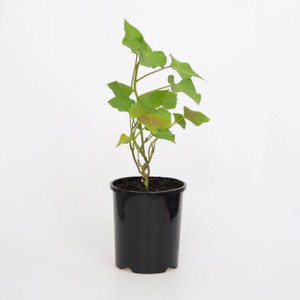 Amazing Gurden Sweet Basil Plant Price in India - Buy Amazing Gurden ...