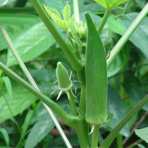 Farmonix Z532_S_Okra Lady Finger /Green Okra Seeds Seed Price in India ...