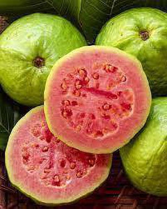 Oxygreenplant Guava Plant Price in India - Buy Oxygreenplant Guava ...