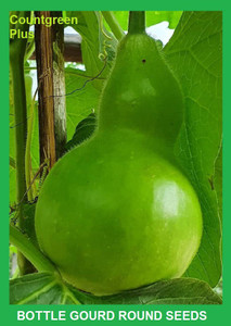 Countgreen Plus Bottle Gourd Round (Gol Ghiya/Lauki) Vegetable Seed ...