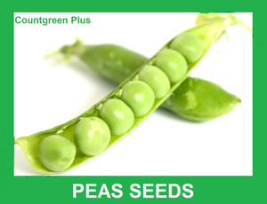 Countgreen Plus Pea (Matar) Vegetable Seed Price in India - Buy ...