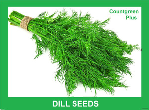 Countgreen Plus Dill (Soya) Vegetable Seed Price in India - Buy ...