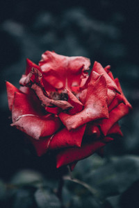 rose poster , gulab phul ka poster, Flower poster Waterproof Vinyl ...