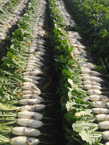 Organic Galaxy Upl Radish (Mulli) Vegetable Hybrid Variety Seed Price ...