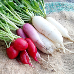 Organic Galaxy Upl Radish (Mulli) Vegetable Hybrid Variety Seed Price ...
