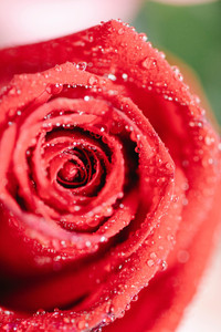 rose poster , gulab phul ka poster, Flower poster Waterproof Vinyl ...