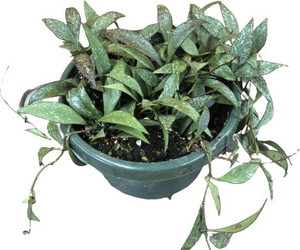 HERBALISM Hoya Parvi Flora Splash Plant Price in India - Buy HERBALISM ...