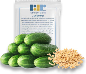 Cera Wares Kheera Seed Price in India - Buy Cera Wares Kheera Seed ...