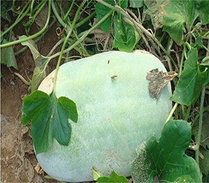 Aywal Indian Mithai Petha Hybrid Seed Price in India - Buy Aywal Indian ...