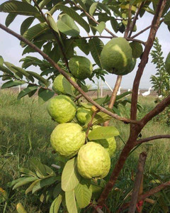 Cloud Farm Guava Plant Price in India - Buy Cloud Farm Guava Plant ...