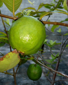 Cloud Farm Guava Plant Price in India - Buy Cloud Farm Guava Plant ...