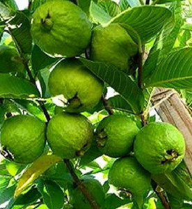 Cloud Farm Guava Plant Price in India - Buy Cloud Farm Guava Plant ...