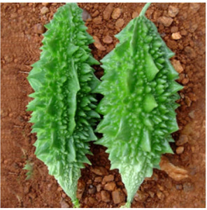 Cera Wares Bittergourd Seed Price in India - Buy Cera Wares Bittergourd ...