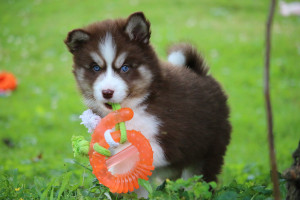 Cute Pomsky Dog Multicolour Poster PhotoPrint Print Photographic Paper ...