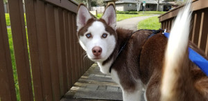 Cute Pitsky Dog Multicolour Poster PhotoPrint Print Photographic Paper ...