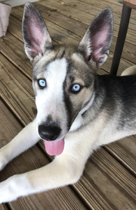 Cute Pitsky Dog Multicolour Poster PhotoPrint Print Photographic Paper ...