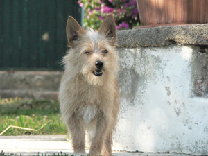 Cute Portuguese Podengo Pequeno Dog Multicolour Poster PhotoPrint Print ...