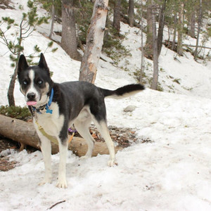 Cute Pitsky Dog Multicolour Poster PhotoPrint Print Photographic Paper ...